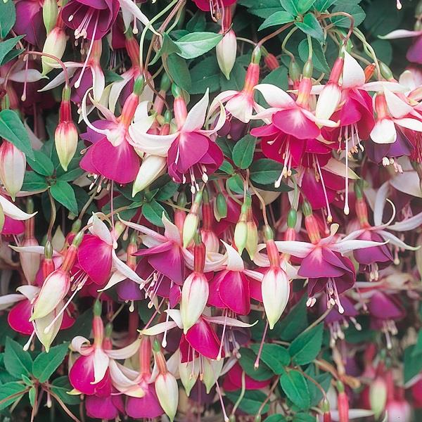 Plant :: Fritton Plant Centre