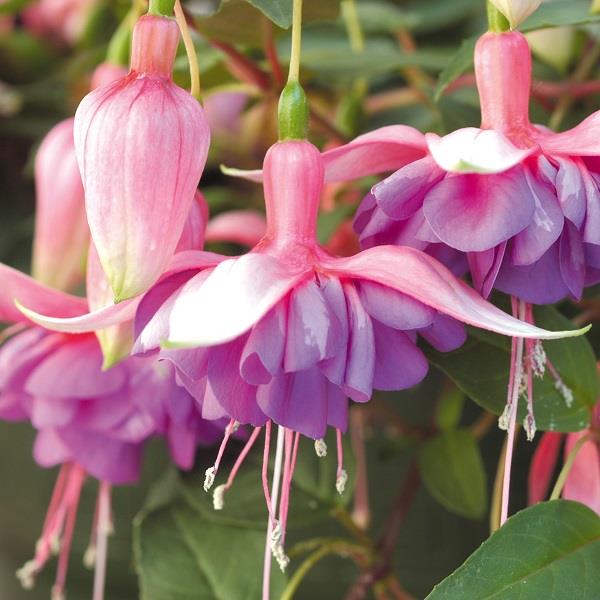 Plant :: Fritton Plant Centre