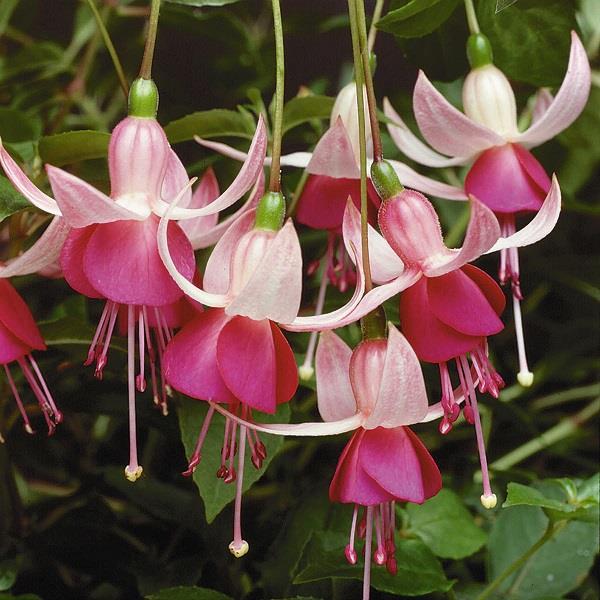 Plant :: Fritton Plant Centre